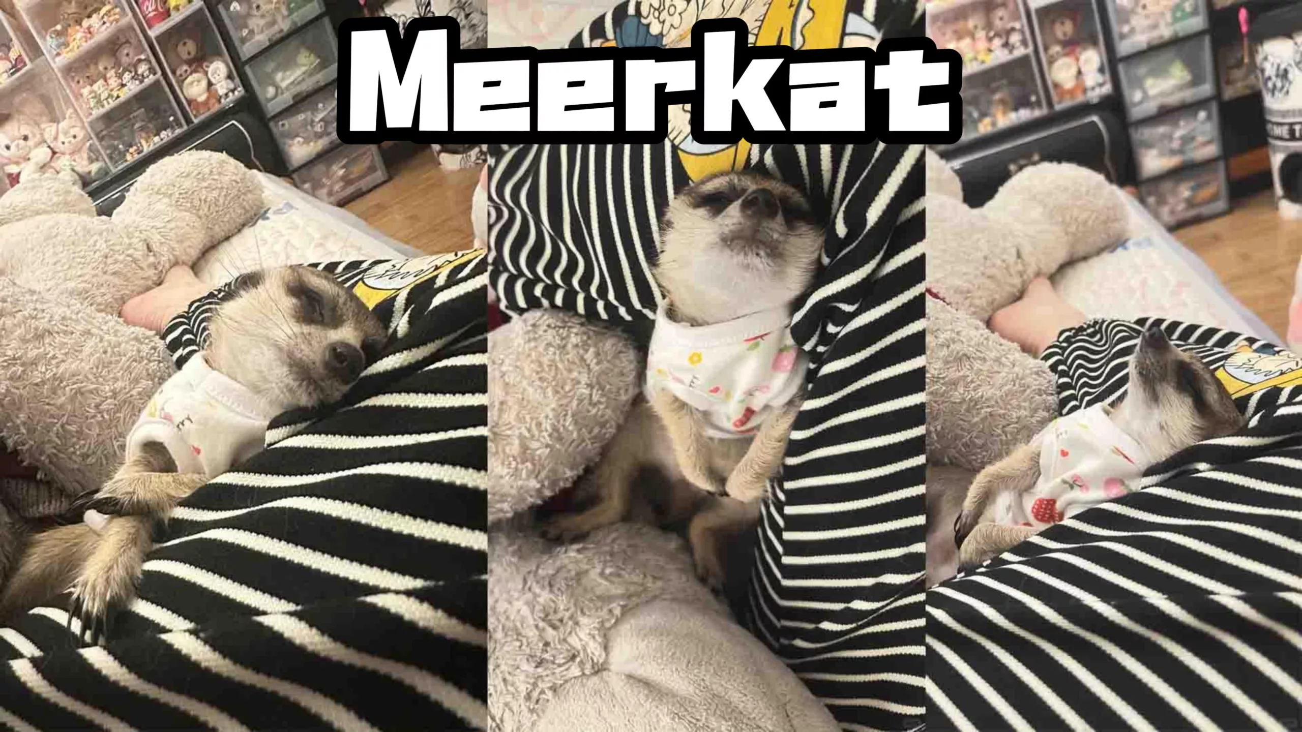 What You Need to Know Before Adopting a Meerkat - Wowcart